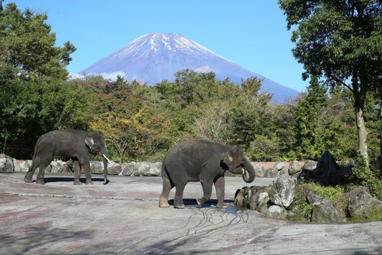 9 Best Zoos in Japan You Shouldn't Miss