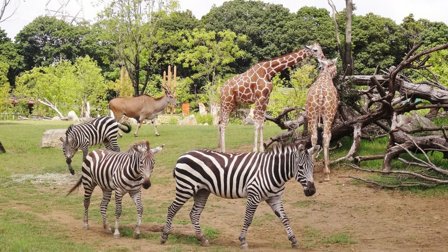 9 Best Zoos in Japan You Shouldn't Miss