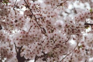 Cherry Blossom Japan: Bloom Dates, Best Spots & Tips (2026)